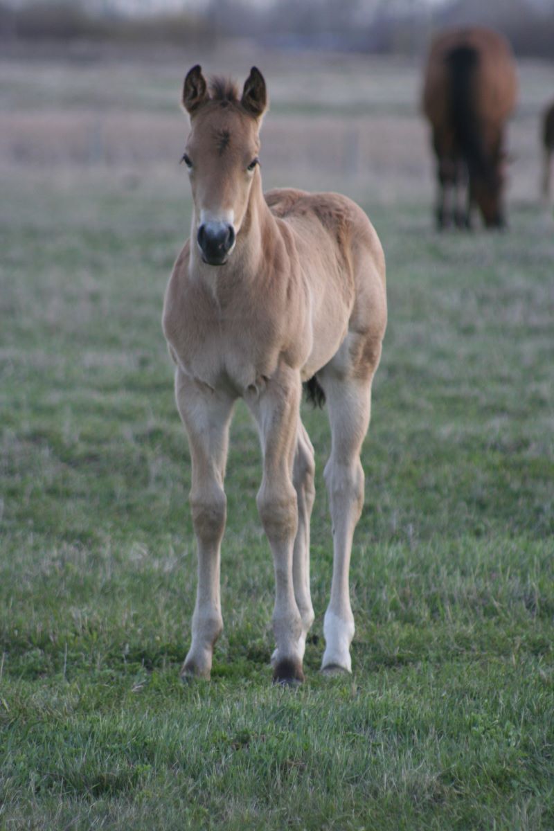 Quarter Horse Weanlings – Bridgeman Land & Livestock