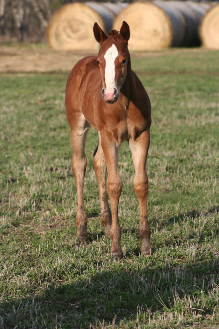 Quarter Horse Weanlings – Bridgeman Land & Livestock