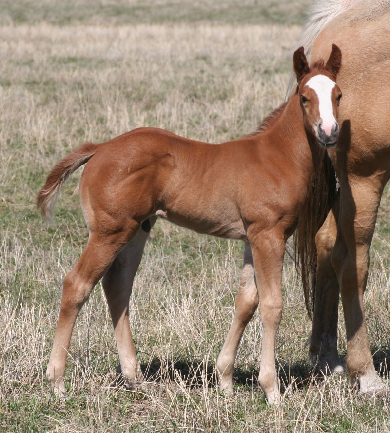 Quarter Horse Weanlings – Bridgeman Land & Livestock