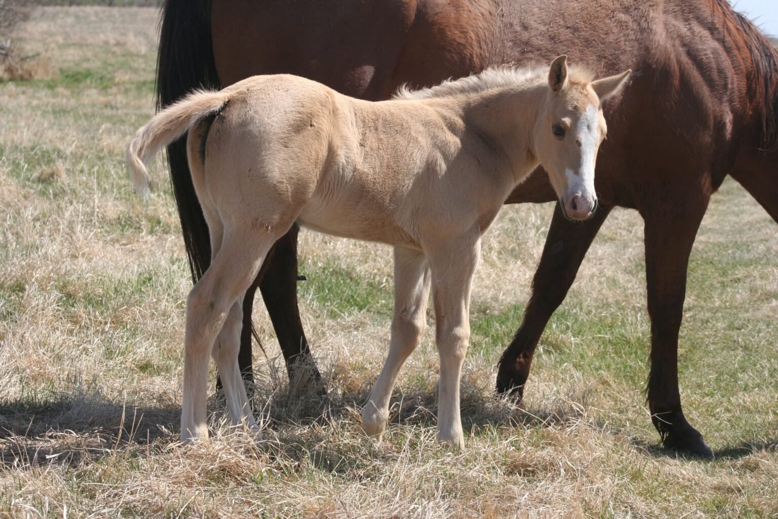 Quarter Horse Weanlings – Bridgeman Land & Livestock