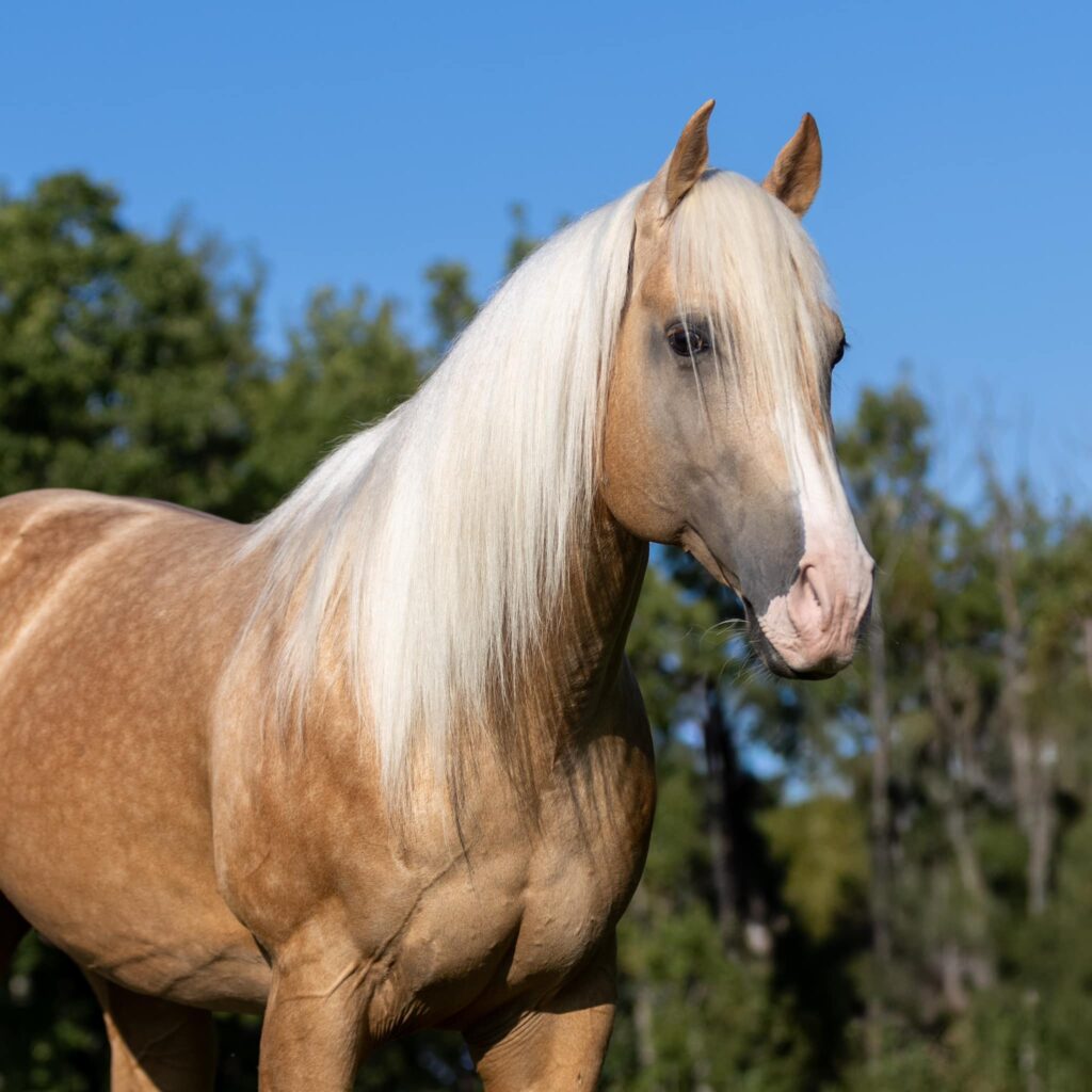 Quarter Horse Stallions – Bridgeman Land & Livestock