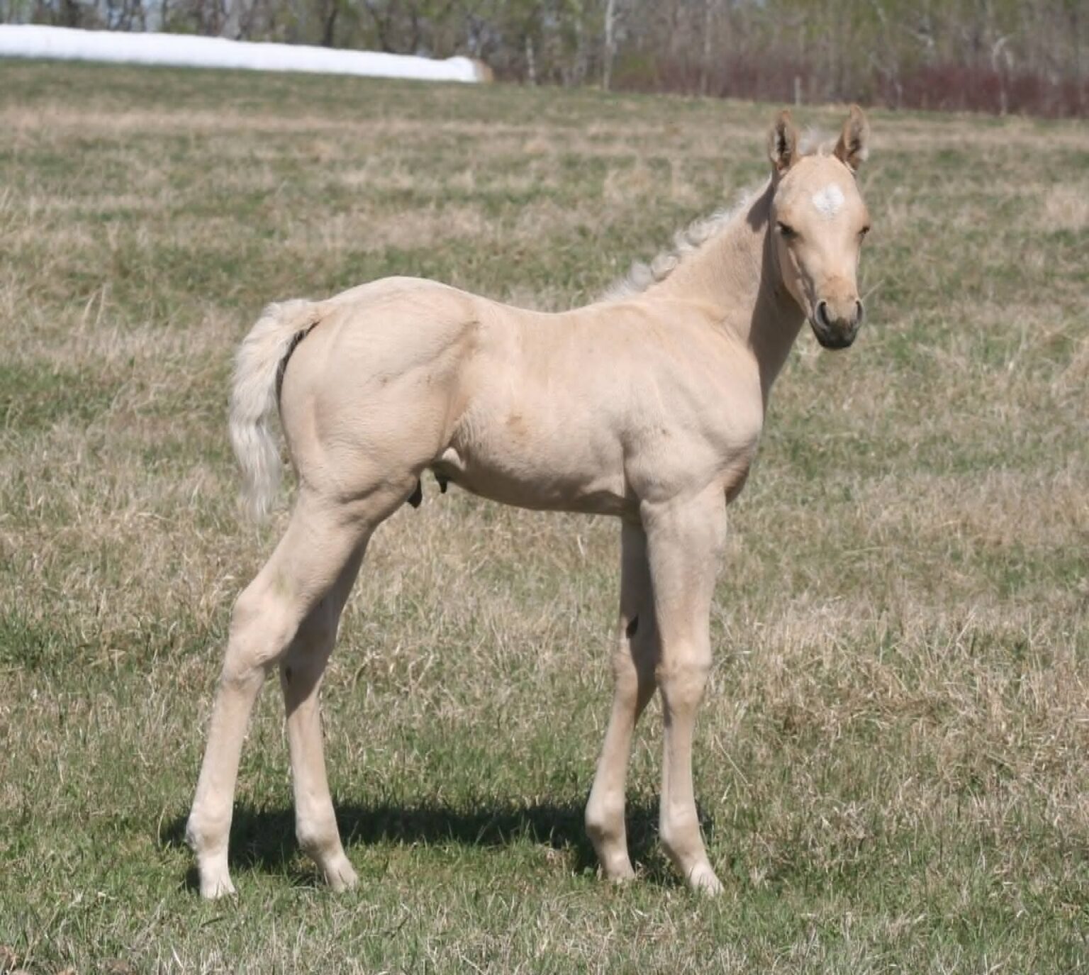 Quarter Horse Weanlings – Bridgeman Land & Livestock