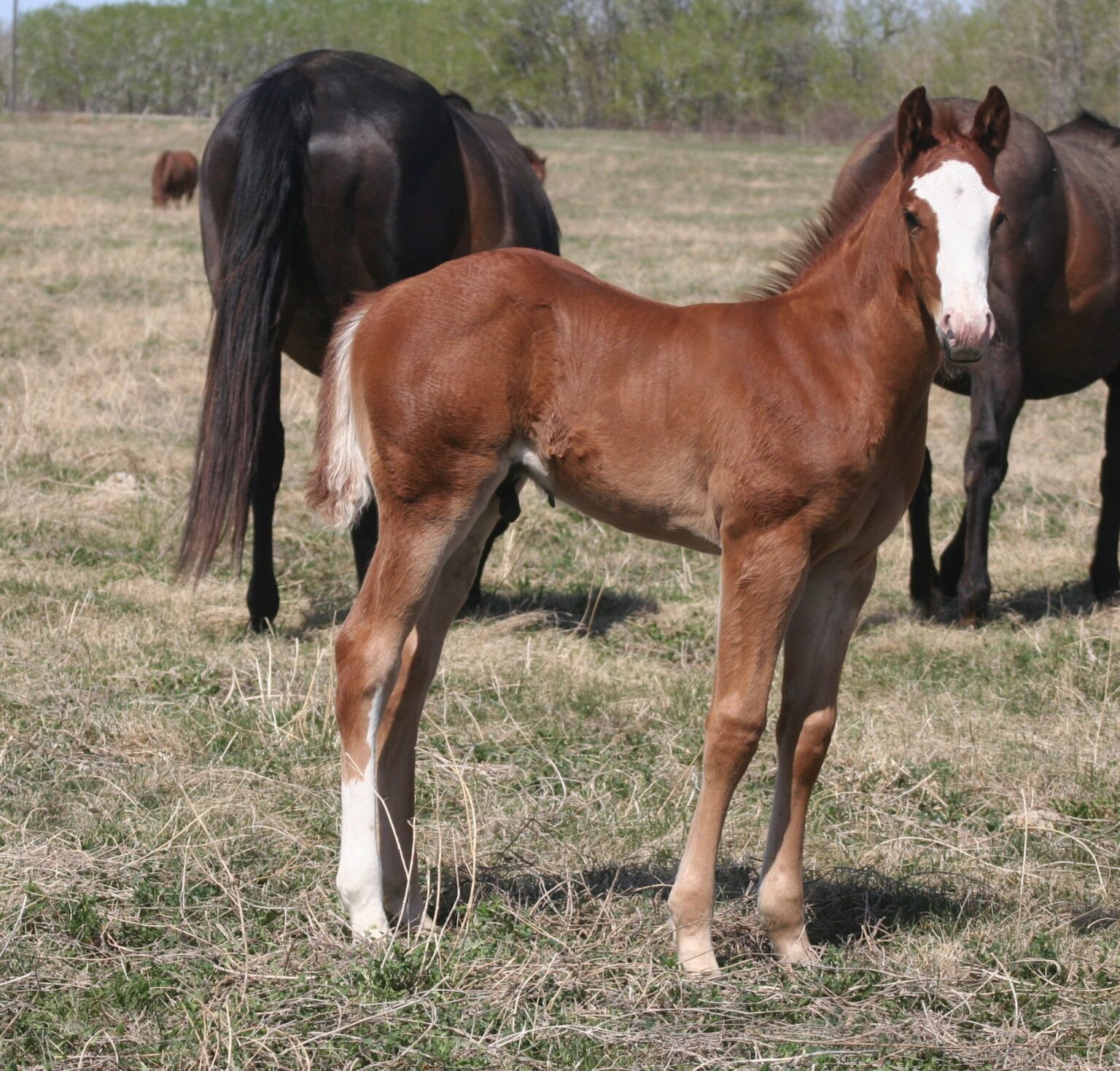 Quarter Horse Weanlings – Bridgeman Land & Livestock